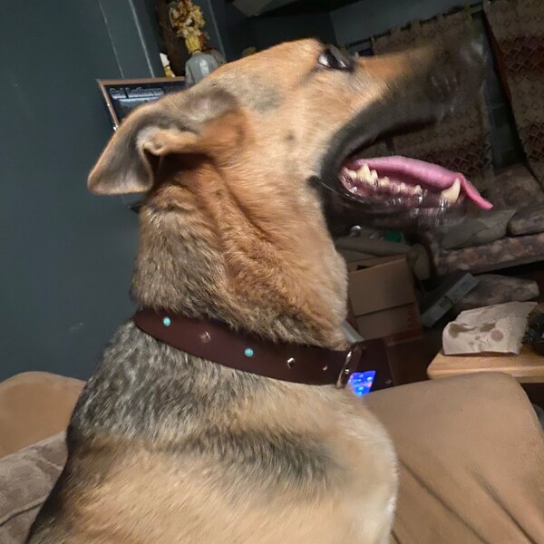 Sundance Shearling Dog Jacket - so Boho Chic in Black! - Etsy