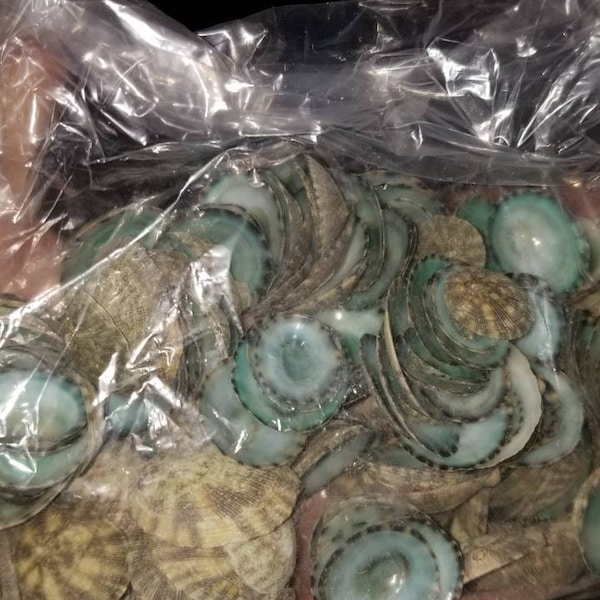 5 to 1000 Limpet Shells Seashells Aqua Blue Teal Green Limpet Small 1/2 ...