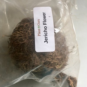 Jericho Flower Rose of Jericho Resurrection Flower Whole | Etsy