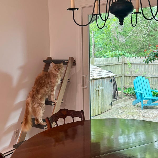 Cat Ladder - 7 Step Beech Hardwood | Handcrafted High-quality Ladder ...