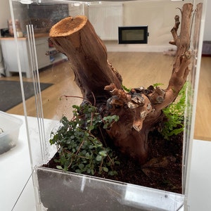 AZALEA REDMOOR ROOTS Terrarium Supplies Decorative Roots Terrarium ...