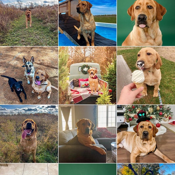 Dog Illustrated Instagram Highlight Covers | Cute Pet Graphics | Red ...