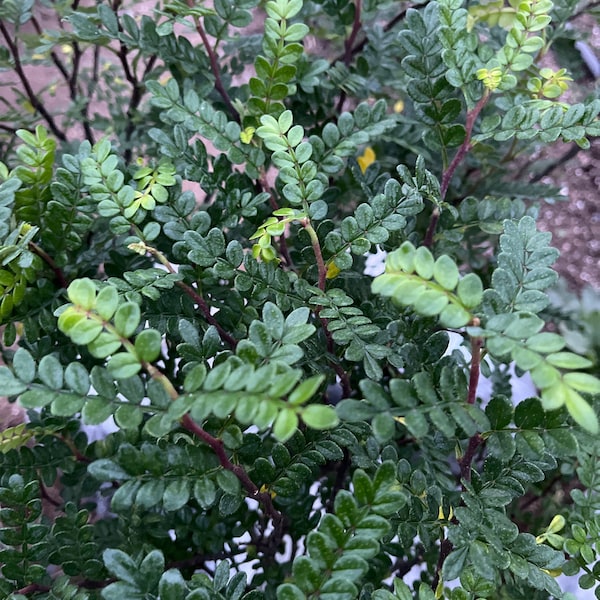 Kinome, Aka Chinese Pepper Tree, Large Live Plant - Etsy