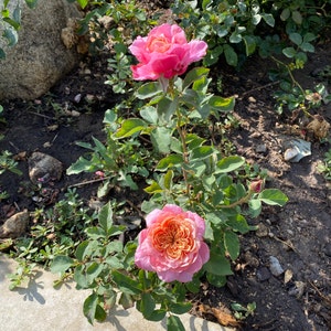 Rare New Rose. Red Juicy Terrazza. 红果汁flower Machine. Continue Blooming ...