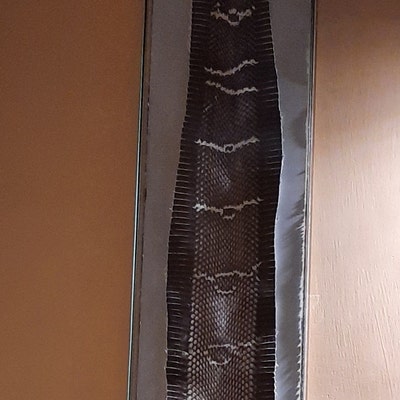 Cobra SNAKESKIN SNAKE SKIN Hide Tanned Burmese Python Print 2 - Etsy