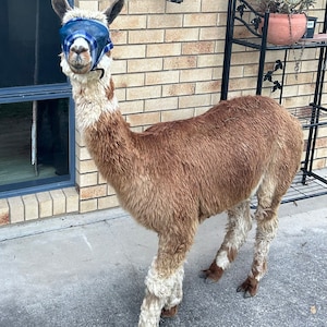 Goat/sheep Fly Masks With & W/o Horns Dual Adjustable Made to Order - Etsy