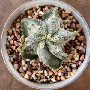 Peniocereus Greggii Ssp Transmontanus queen of the | Etsy