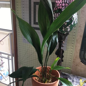Variegated Tri Color Ginger Tropical Plant Red Green White | Etsy