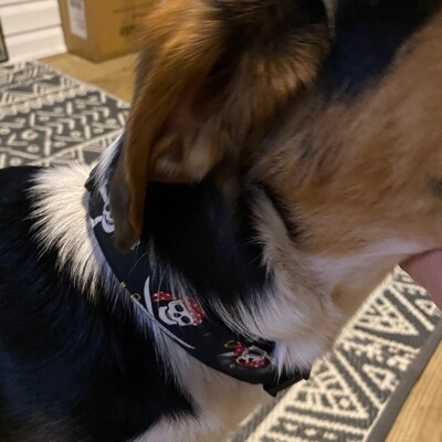 Skull Cat Collars Nautical Cat Collar Skull Cat Harness Pirate Cat ...