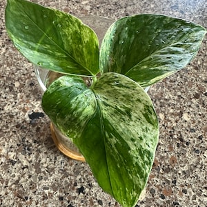 RARE Marble Pothos Cuttings Gorgeous Variegated Indoor Easy Care House ...