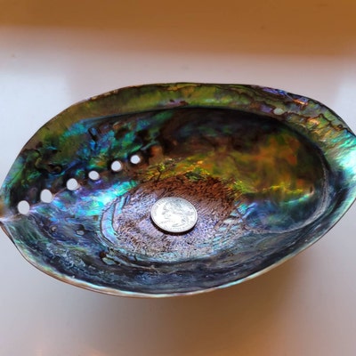 Giant Abalone Shell Dish Seashell Dish Catchall Shell Dish - Etsy