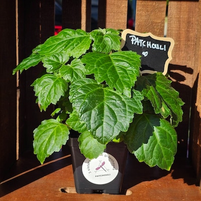 Cleavers Seeds galium Aparine Packet of 20 Seeds Palm Beach Seed ...