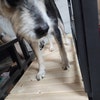 Pawpaw’s Dog Treadmill for Large Dogs, Medium Dogs. Dog Pacer Treadmill ...