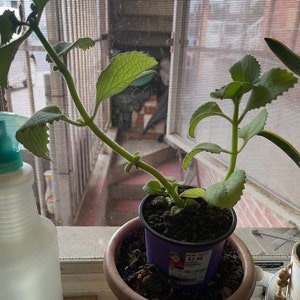 Jamaican Cerasee Seeds/ Bitter Melon Seeds/ Karela Bush Seeds 14 Seeds ...