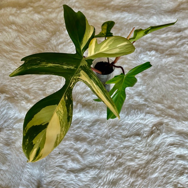 ADD ON - Heat Pack & Insulation for Plant Orders - Etsy