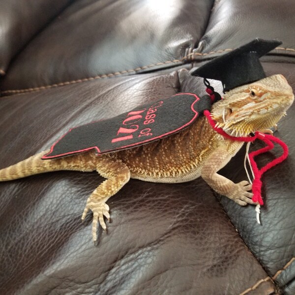 Bearded Dragon Graduation Cap and Gown - Etsy