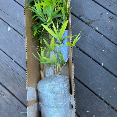 Phyllostachys Bissetti/david Bisset Bamboo-very Cold Hardy - Etsy