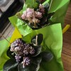Kei Yoki African Violet Live Plant, Young Pre-finished Starter in a 4 ...