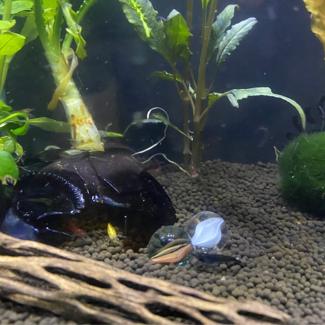 An eclectic collection of glass and fish-themed by SnarkyFish