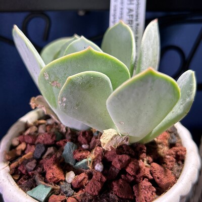 OP027: Opuntia Debreczeyi 'alberta Sunset' spineless Cat's Paw Cactus ...