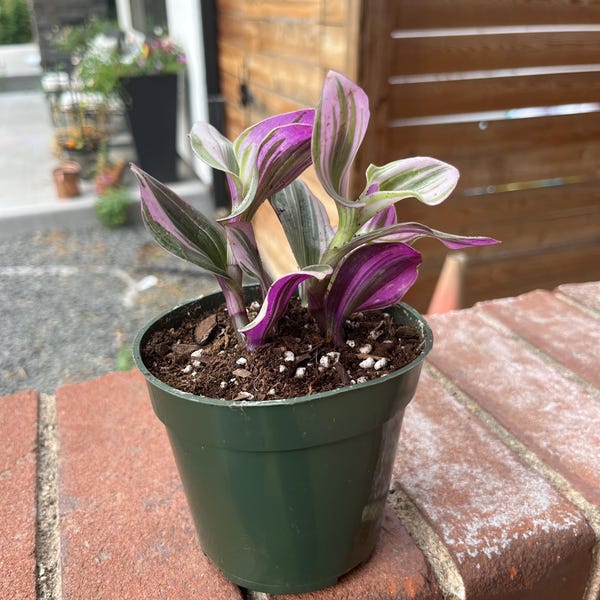 Peperomia Piper Parmatum Live Plant | Peperomia Plant Starters | Pet ...