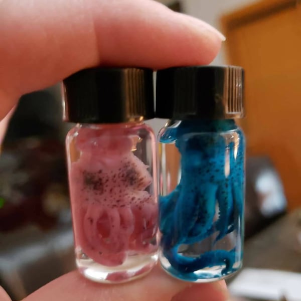 Real Cute PINK Cuttlefish in a Jar, Wet Specimen, Squid, Tentacles ...