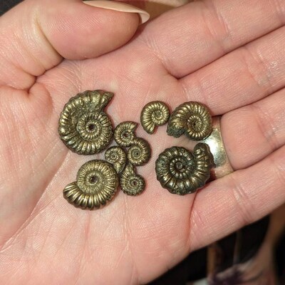 50 Mm Uncommon Calcite Crinoid Fossil Found at Charmouth on the ...