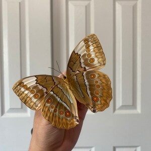 Blue Leafwing Butterfly Anaea Xenocles Spread for Your | Etsy