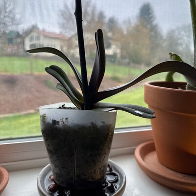 Rlc.. Sung Ya Green 'mailman' 2.5 Pot - Etsy