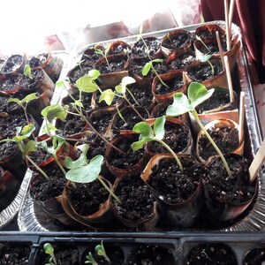 Jewels of Opar ''limon'' Limon Talinum - Etsy