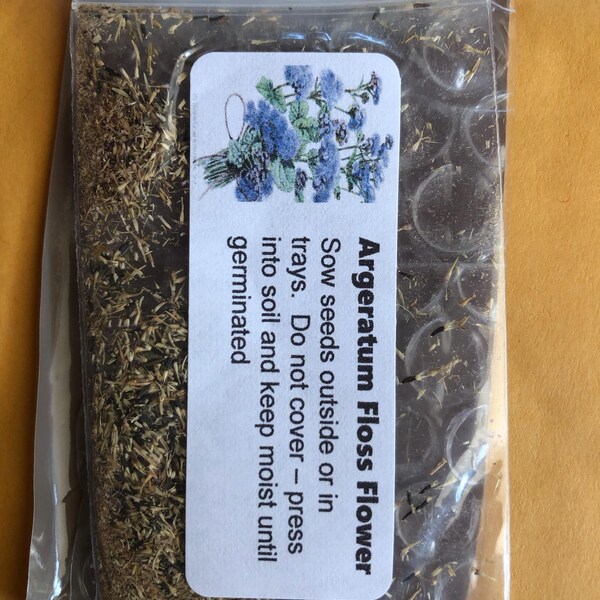 Tulip Poplar Tree Seeds 15 Seeds Black Swallowtail Butterfly Host ...