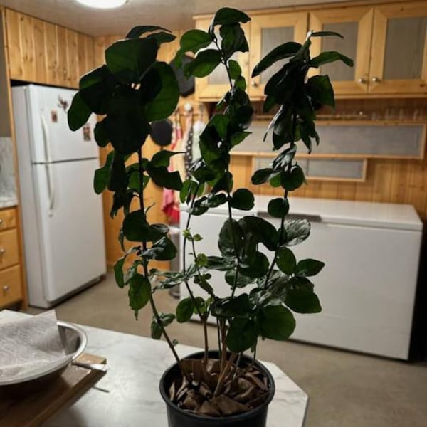 Fresh Whole Burdock Root, Gobo Root - Cannot Ship to CA, HI - Etsy