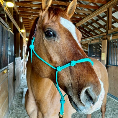 Sunflower Paracord Bitless Bridle, Sidepull Attachment. - Etsy