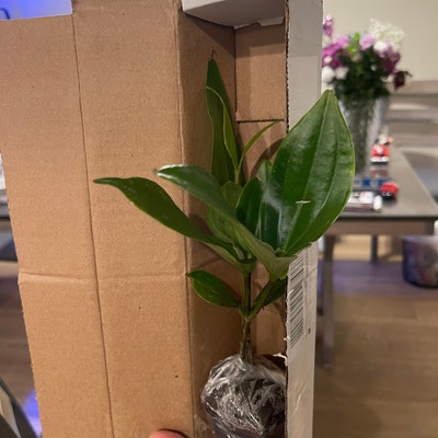 Athens Blue Princess Glory Bush Planttibouchina Urvilleanasmall Starter ...