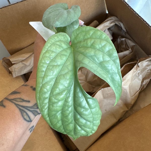 Spider Man Monstera “amydrium” Starter Plant (ALL STARTER PLANTS ...