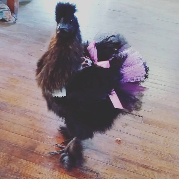 Bantam Chicken Tutu Dress- Princess Dress for Your Hen - Etsy
