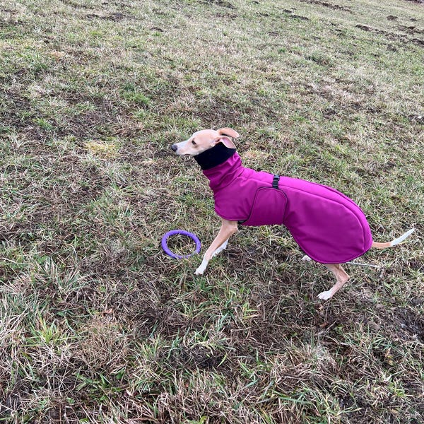 Coat With Collar Pattern Pdf for Dachshund and Other Dogs - Etsy