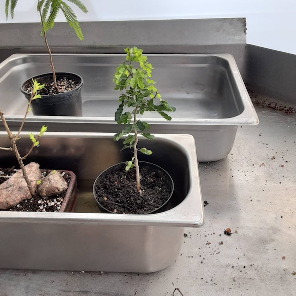 Texas Ebony, Native Texas Tree Seeds and Seedlings: Ebenopsis Ebano ...