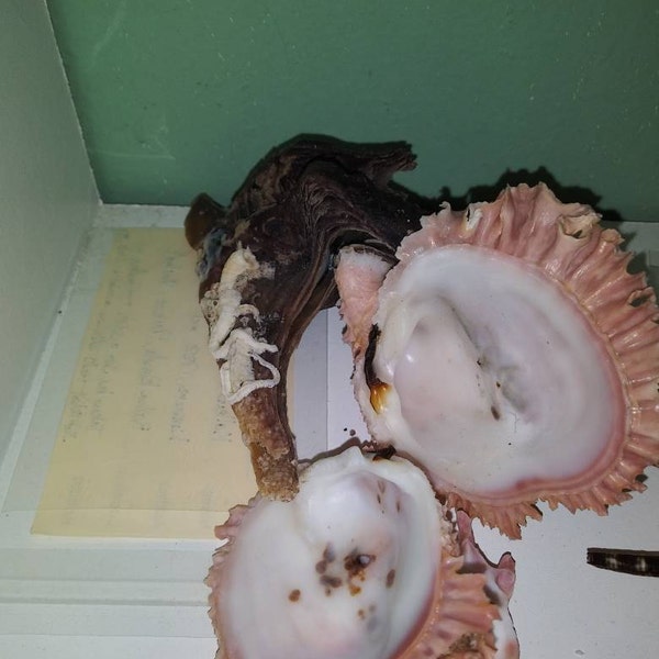 Seashell Spondylus Imperialis | Spondylidae | Imperial Thorny Oyster ...