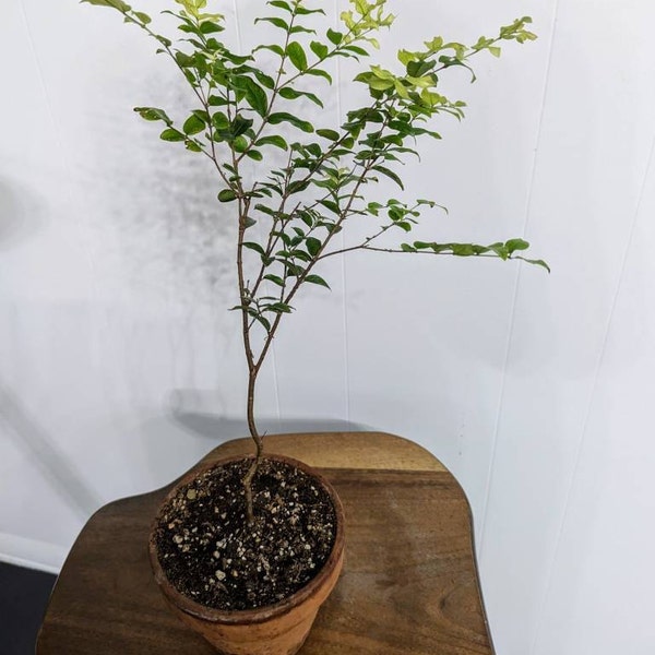 Bruce Canistel Seedling Egg Fruit Pouteria Campechiana Zapote Amarillo ...