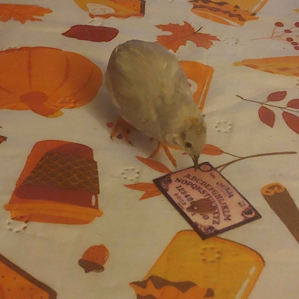 Lakshmi 4 Luck Glycerin Soap for Prosperity, Luck, & Abundance No ...