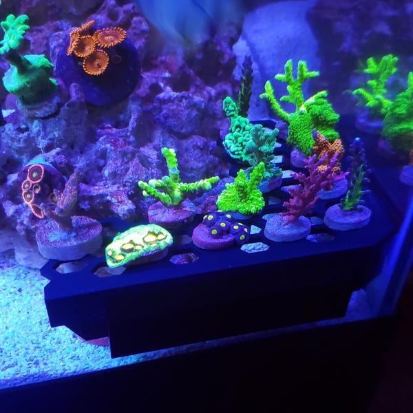 Aquarium Pothos & Plant Rim Holder - Etsy