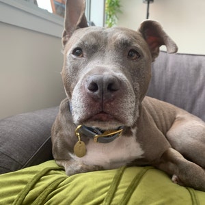 LINUS: Hand Stamped Personalized Custom Pet ID Tags for Dogs and Cats ...