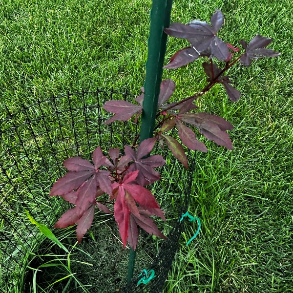Red Leaf Japanese Maple, Acer Palmatum Var. Atropurpureum, Small Tree ...