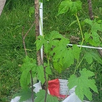 LARGE PACKAGE 300 Seeds Garlic Chive Seeds asian Herb Organic 韭菜 Gow ...