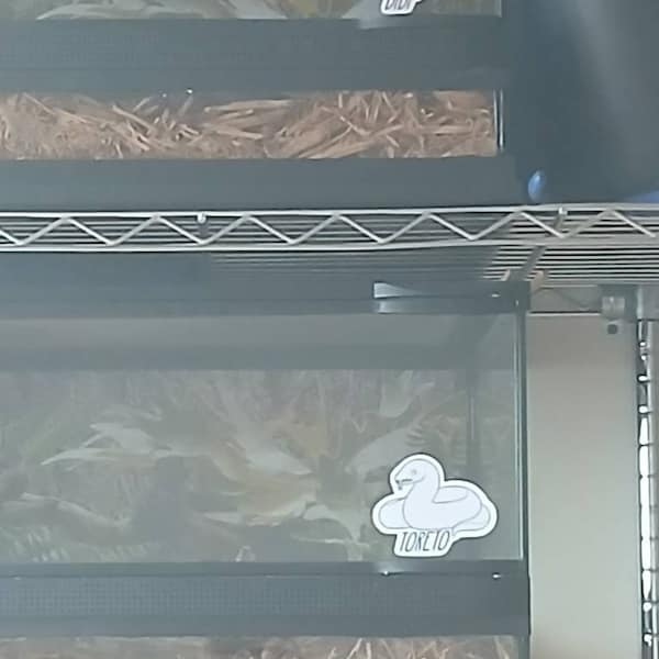 Ball Python Stickers | Popular Ball Python Morphs | Albino Pied | Pied ...