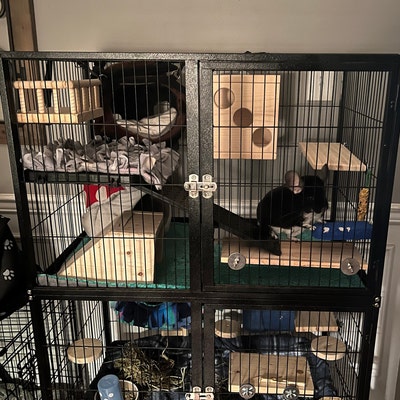 Crazy Critter 11 Pc Kiln Dried Pine Chinchilla//rat//degu//squirrel ...