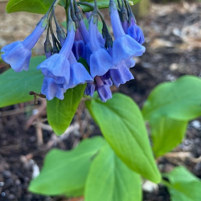 10 Virginia Bluebells Bareroot, Bell Shaped Flowers, Blue Flowers ...
