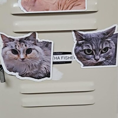 It's Okay, I Wouldn't Let Me Merge Either Raccoon Bumper Sticker OR ...