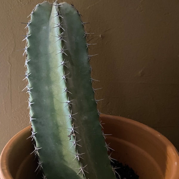 Pachycereus Schottii (senita Whisker Cactus) Live Plant Cutting Arizona ... Pachycereus Schottii (senita Whisker Cactus) Live Plant Cutting Arizona ...